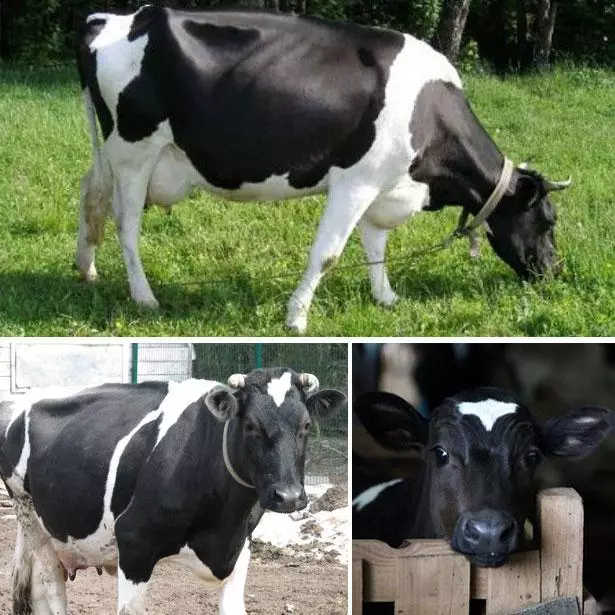 Iso lehmä