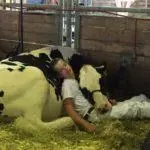 奶牛是如何睡覺的：在什麼位置和休息時間有多少，對健康影響 4966_3