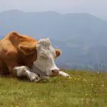 วิธีการนอนหลับของวัว: ในตำแหน่งใดและมีการพักผ่อนจำนวนเท่าใดผลกระทบต่อสุขภาพ 4966_4