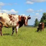 Kako krave spijo: v kakšnem položaju in koliko počitka je vplivalo na zdravje 4966_5