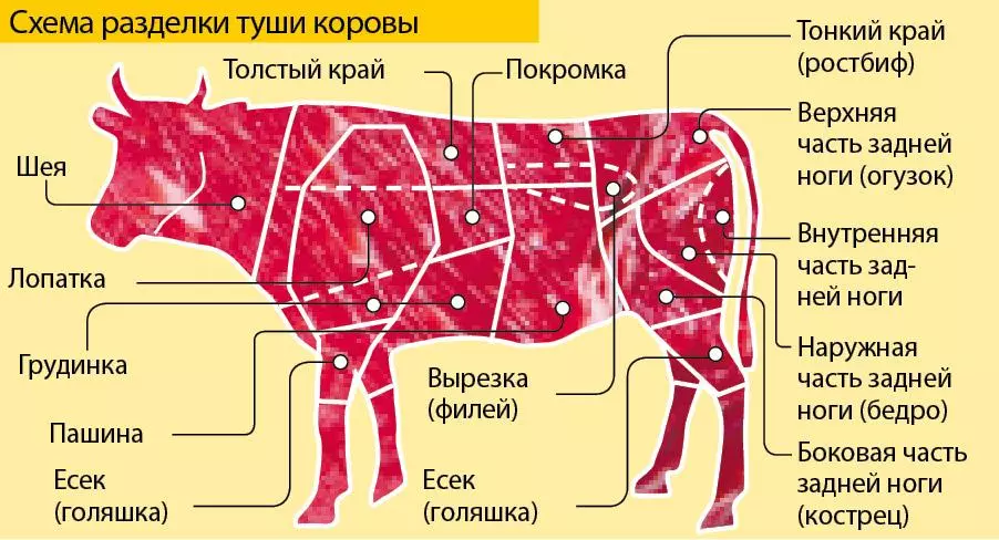 Partes do corpo da vaca