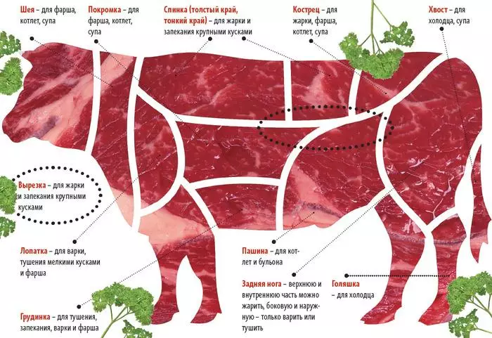 Partes do corpo da vaca