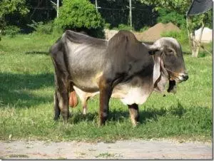 وصف وخصائص الحيوان Zebu، الموئل ومحتوى الصخر