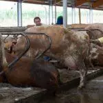 Kako krave su zasijavanje: načini i kako najbolje potrošiti kod kuće 4977_4