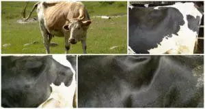 Di mana sapi memiliki fossa lapar dan skala penilaiannya, pijat McLock