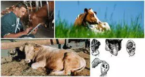 ગાય, સારવારમાં લ્યુટીન સિસ્પણના દેખાવ અને લક્ષણોના કારણો અને લક્ષણો