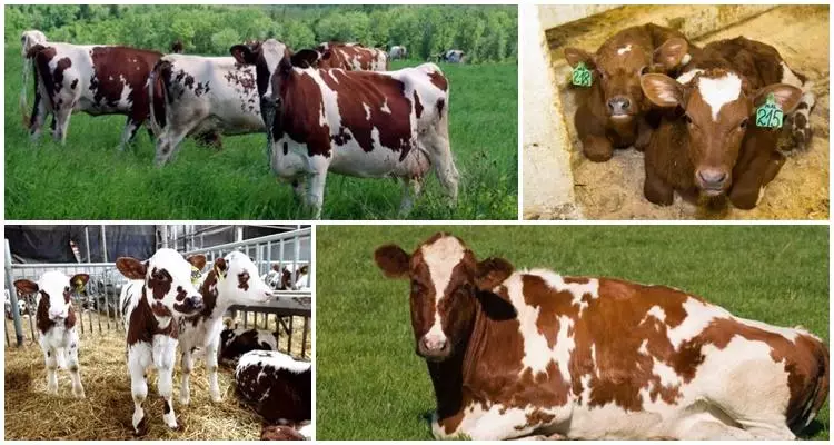 Лечение на крави