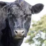 奶牛的酸度：症状和治疗，牛的原因和后果 5000_12