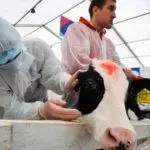 ดิสก์ในวัว: อาการและการรักษาสาเหตุและผลที่ตามมาสำหรับวัว 5000_13