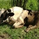 奶牛的酸度：症状和治疗，牛的原因和后果 5000_3