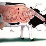 Acidose in koeien: symptomen en behandeling, oorzaken en gevolgen voor vee 5000_7