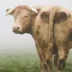 Acidoza u kravama: simptomi i liječenje, uzroci i posljedice za stoku 5000_9