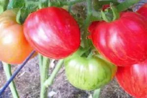 Ciri sareng katerangan tomat Zuan tomat