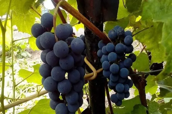 Memanfaatkan pokok anggur