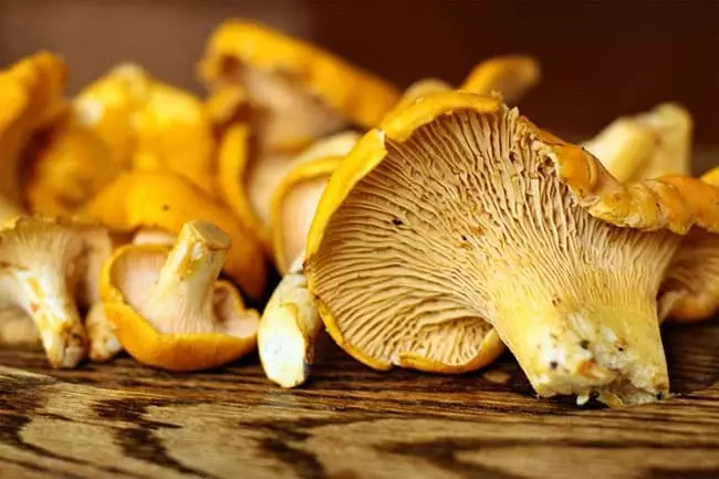 Chanterelles.