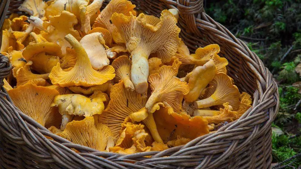 Chanterelles.