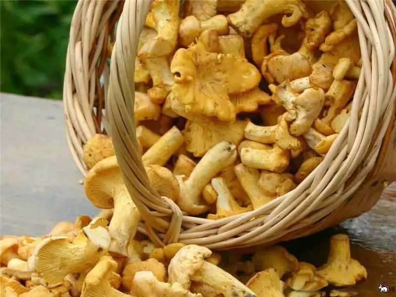 Chanterelles.