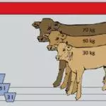 Come svezzare il vitello dal succhiare una mucca: i primi 5 metodi e veterinari 5007_4