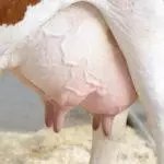 Vaca distrital: esquema de construção e anatômica, possíveis doenças 5014_2