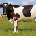 Окружна крава: зграда и анатомска шема, могућа болести 5014_7