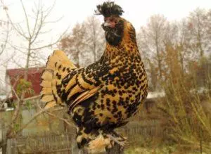 Pavlovsky雞品種的特點和描述，護理和維護規則
