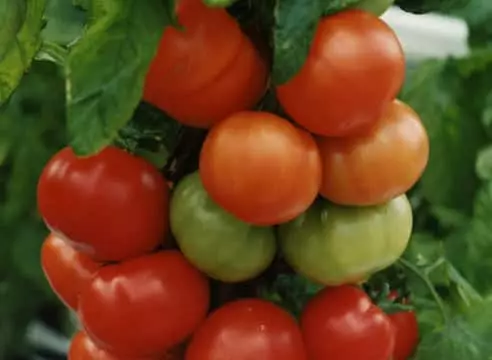Gyrymsy tomatik titon f1