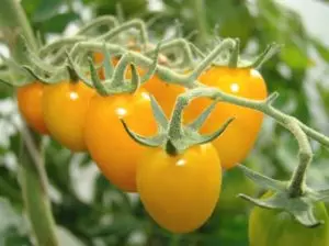Tomato tomatipunase iseloomulik ja kirjeldus (kollane, oranž, Siberi) F1, tema saagis