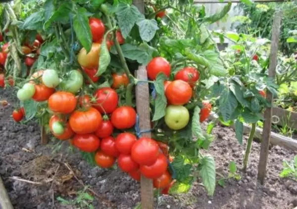 Bụi cây của cà chua bersola