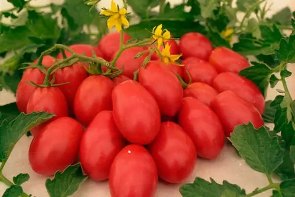 Црвени домати на масата