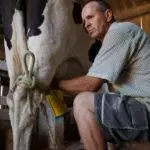 Antibryr for cows with your own hands: sizes and how to do, accounting to milking 5028_3