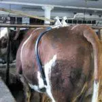 Antibryr for cows with your own hands: sizes and how to do, accounting to milking 5028_4