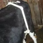 Antibryr untuk lembu dengan tangan anda sendiri: Saiz dan bagaimana untuk melakukannya, perakaunan untuk memerah susu 5028_5