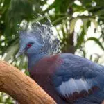 Venta Pigeon: Mô tả giống, môi trường sống và sự thật thú vị 502_8