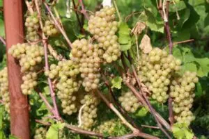 Descrición e historia de uvas de uvas Patovsky, crecente, regras para a recollida e almacenamento da colleita