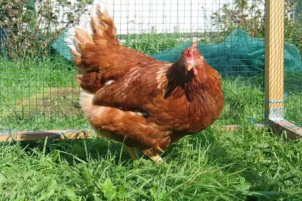 Piletina Redbro.