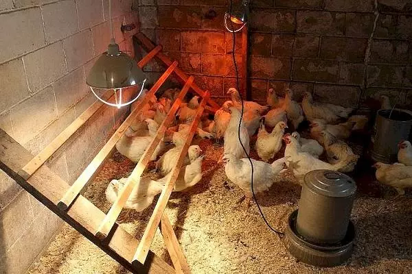 Vsebina v Chicken Coop