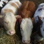 Cura dei vitelli: regole a casa e possibili malattie 5047_3