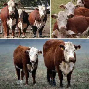 繁殖和大牛的要求和条件