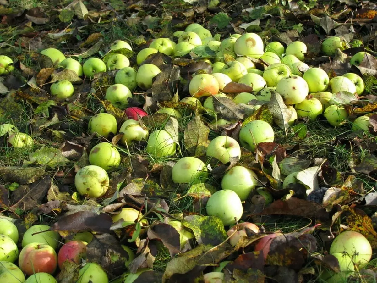 Montaggio di mele