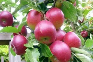 Descrizione e caratteristiche di una linea di mele, che sono sottospecie e regioni di crescita