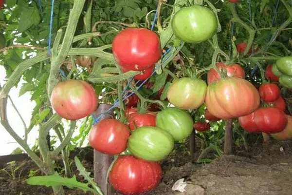Tomatom Kijów.