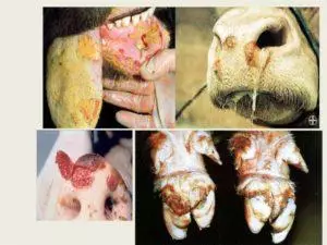 Patogen we sygyrlaryň bejergisi, sygyrlaryň we mümkin bolan howpy bejermek üçin fmd-iň alamatlary