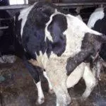 Cows মধ্যে Endometritis: ধরন এবং উপসর্গ, চিকিত্সা এবং প্রতিরোধ প্রকল্প 5054_3