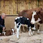 Cows মধ্যে Endometritis: ধরন এবং উপসর্গ, চিকিত্সা এবং প্রতিরোধ প্রকল্প 5054_4