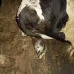 Cows মধ্যে Endometritis: ধরন এবং উপসর্গ, চিকিত্সা এবং প্রতিরোধ প্রকল্প 5054_8