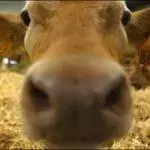 گایوں میں endometritis: اقسام اور علامات، علاج اور روک تھام کی منصوبہ بندی 5054_9