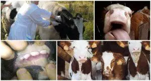 A vírusos hasmenéses szarvasmarhák tünetei és epizootológiája, kezelési utasítások