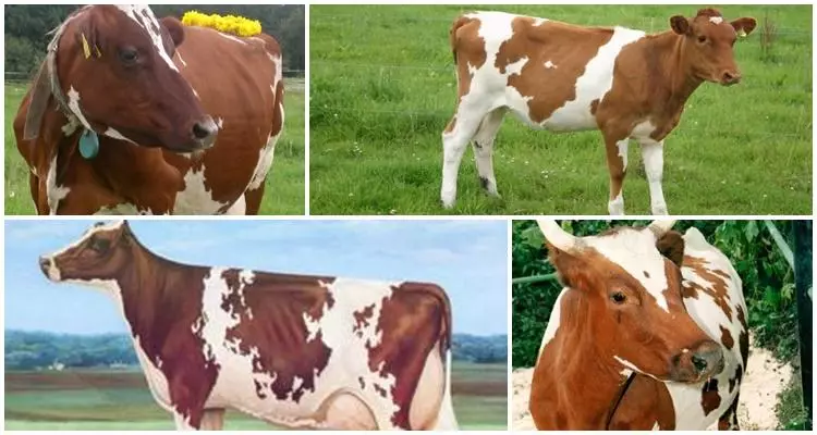 Monet lehmät