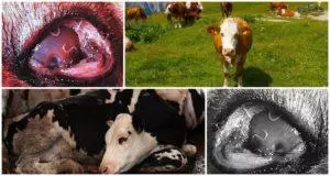 Gejala dan biologi perkembangan kebiatian lembu, rawatan dan pencegahan