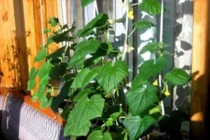 Како да се засади, опрашува и расте краставици на балконот и прозорецот